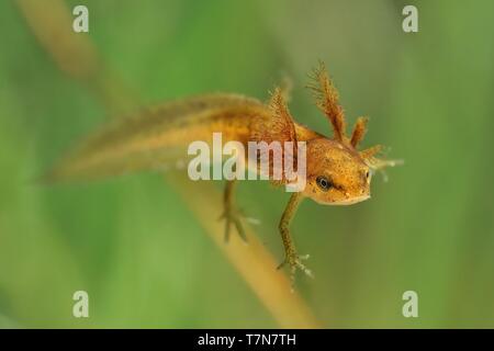 Smooth newt, male, female and larvae, Lissotriton vulgaris (as common ...
