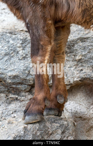 Alpine Ibex (Capra ibex). Close-up of front legs and hooves. Austria ...