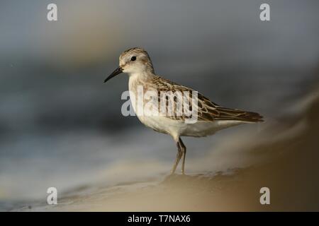 Little Stint (Calidris minuta) during migration Stock Photo - Alamy