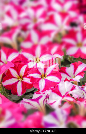 A variety of Petunias Petunia hybrida in purple, red, pink, and white ...