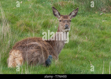 Deer looked at the camera in Richmond Park. London Stock Photo - Alamy
