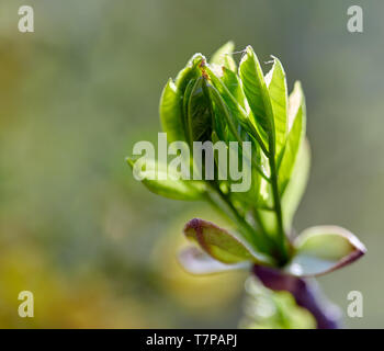Closeup of a baby ash tree in the forest Stock Photo - Alamy