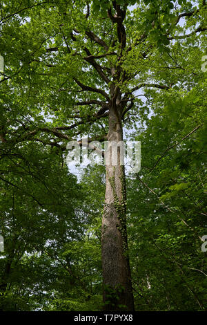 Big oak tree seen from underneath Stock Photo - Alamy
