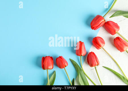 Tulips on two tone background, space for text Stock Photo - Alamy