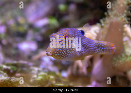 colorful striped pufferfish in natural ambiance Stock Photo - Alamy