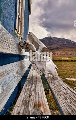 A clean Sheep's Skull Stock Photo - Alamy