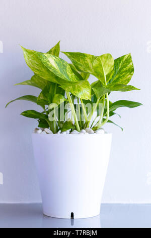 Ornamental plants. Money flows to Thailand in pots Stock Photo - Alamy