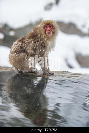 Japanese macaque on the stone, near natural hot springs. Scientific ...
