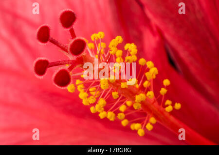 Stigma, style, anthers and stamens from the flower of an Hibiscus rosa ...