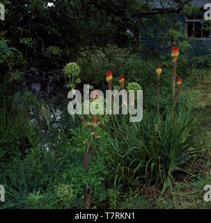 Angelica and kniphofia beside small pool Stock Photo - Alamy