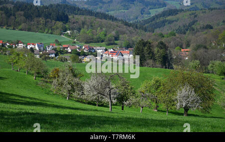 The small town Oberflockenbach in the Odenwald in spring. Some white ...