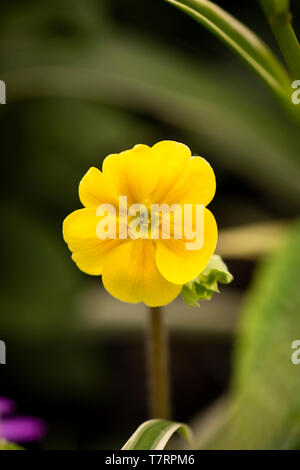 Single Native Yellow (Primula Vulgaris) Primrose Flower Growing Wild on ...