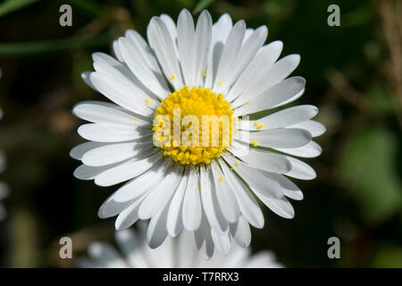 White ray and yellow disk florets (flowers) of a daisy (Bellis perennis ...