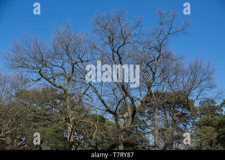 sunny day budding trees toronto high park cherry blossoms Stock Photo ...