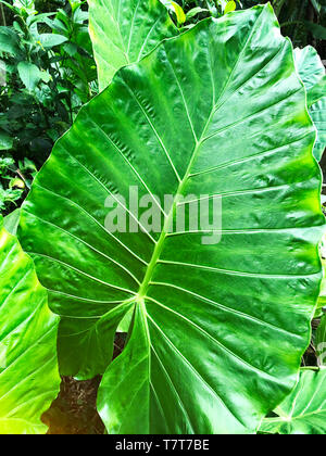 Dark green tropical leaf texture with water drops close up in Punta ...