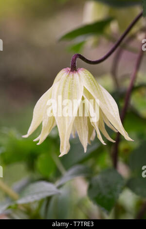 Amber flower blooming Stock Photo - Alamy
