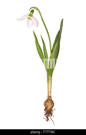 Flower of snowdrop with bulb, isolated on white background Stock Photo ...
