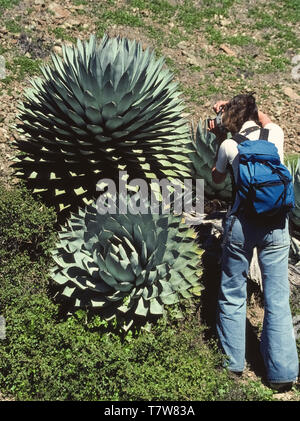 A close up of the rosette on an agave succulent plant Stock Photo - Alamy