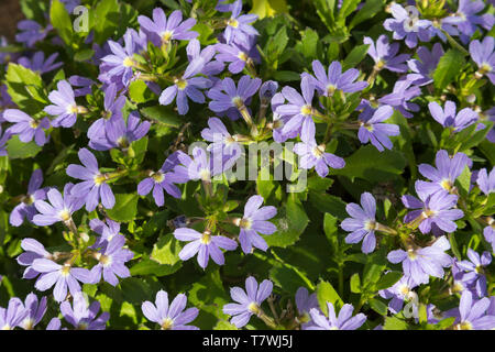 Fairy fan-flower (Scaevola aemula Stock Photo - Alamy