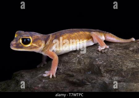 Pernatty Knob-tailed Gecko (Nephrurus deleani Stock Photo - Alamy