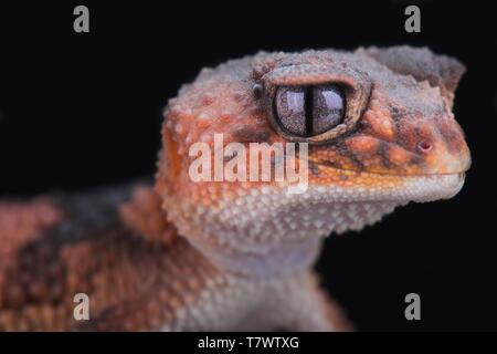 Northern banded rough knob-tailed gecko (Nephrurus wheeleri cinctus ...