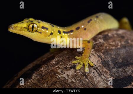 Polillo false gecko (Pseudogekko smaragdinus Stock Photo - Alamy