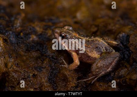 Natal Puddle Frog (Phrynobatrachus natalensis Stock Photo - Alamy