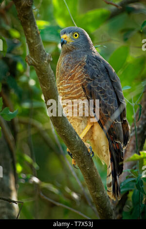 The roadside hawk, Rupornis magnirostris, is a relatively small bird of ...