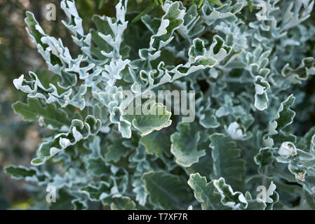 evergreen foliage of Jacobea maritima Stock Photo - Alamy