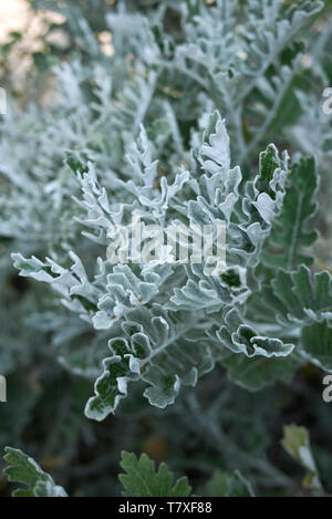 evergreen foliage of Jacobea maritima Stock Photo - Alamy