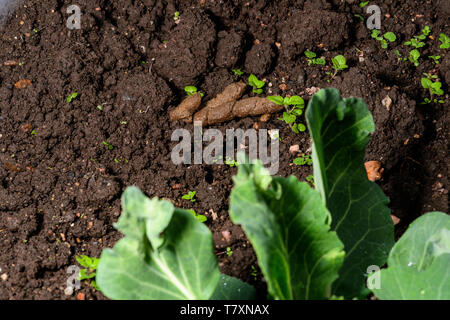 Cat faeces in vegetable garden pose Health risk Stock Photo - Alamy