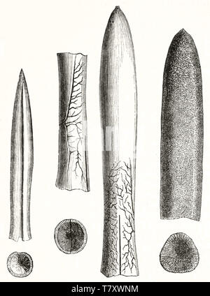 Ancient outline style illustration of Belemnitida fossil and its cross ...