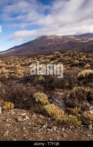 Generic vegetation, growing in the tuf in the Teide National park in ...