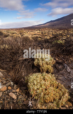 Generic vegetation, growing in the tuf in the Teide National park in ...