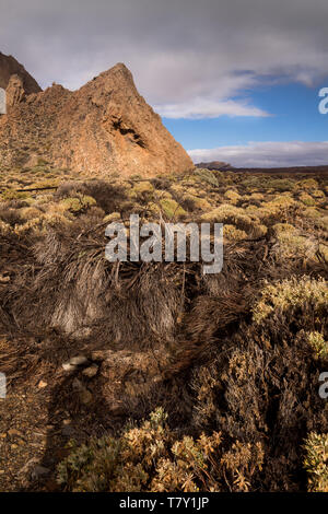 Generic vegetation, growing in the tuf in the Teide National park in ...