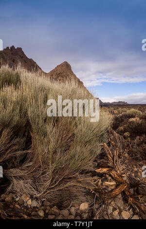 Generic vegetation, growing in the tuf in the Teide National park in ...