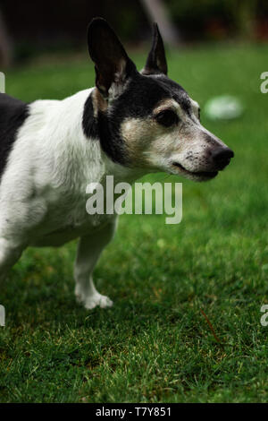 Young brown, black and white Jack Russell Terrier posing in a studio ...