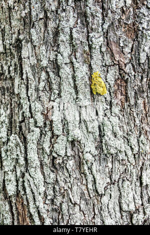 Texture of pear tree bark Stock Photo - Alamy