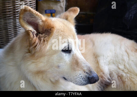 White swiss Shepard, white dog portrait and sunlight Stock Photo - Alamy
