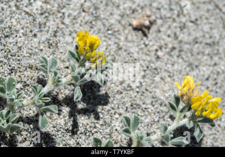 Close-up of a sea medick plant (Medicago marina) growing on a sandy ...