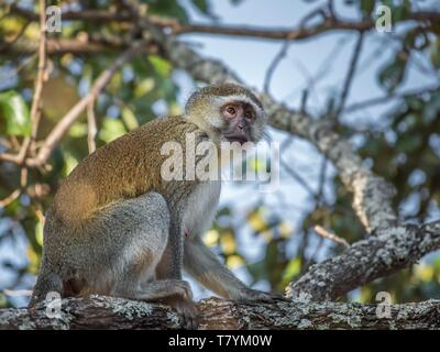 Malawi, Central Region, Kasungu, Kasungu national park, black eyed ...