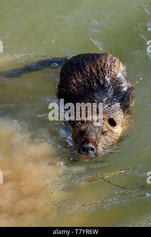 France, Val de Marne, the Marne riverside, Le Perreux sur Marne, a ...