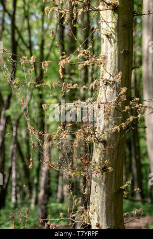 Damage, defoliation and deforestation caused by high numbers of winter ...
