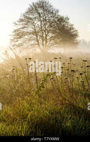 Early spring misty morning in the fields Lower Silesia Poland Stock ...