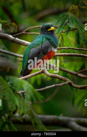 The collared trogon, Trogon collaris is a near passerine bird, family ...