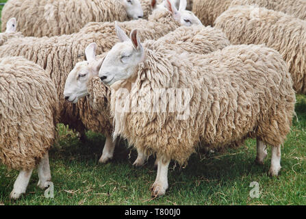 Cheviot sheep, Ovis aries, thick coat before shearing Stock Photo - Alamy