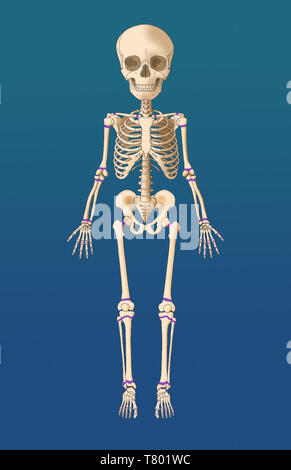 Child's Skeleton Growth Plates, Illustration Stock Photo - Alamy