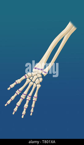 Hand Growth Plates, Illustration Stock Photo - Alamy