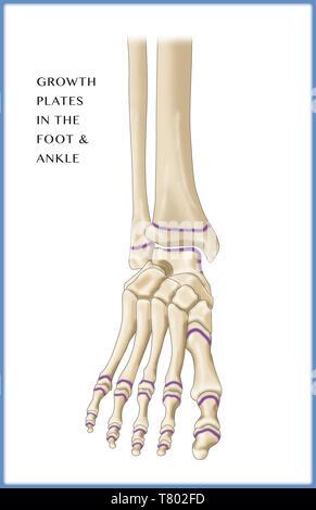 Foot Growth Plates, Illustration Stock Photo - Alamy