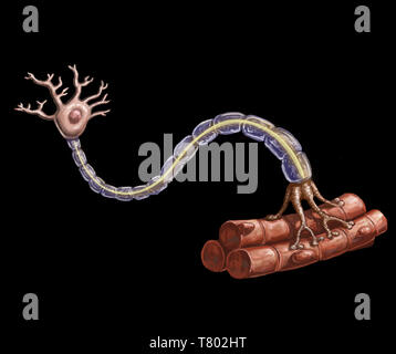Motor Neuron and Muscle Fiber Illustration Stock Photo - Alamy